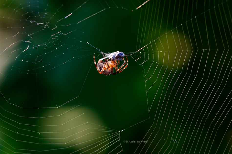 Robin Rowland Photography | A spider wraps its prey in silk in a back ... Robin Rowland Photography | A spider wraps its prey in silk in a back ...